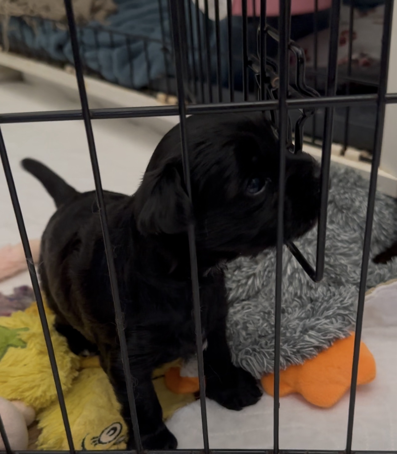 Available Puppies – Midwest Diamond Yorkies