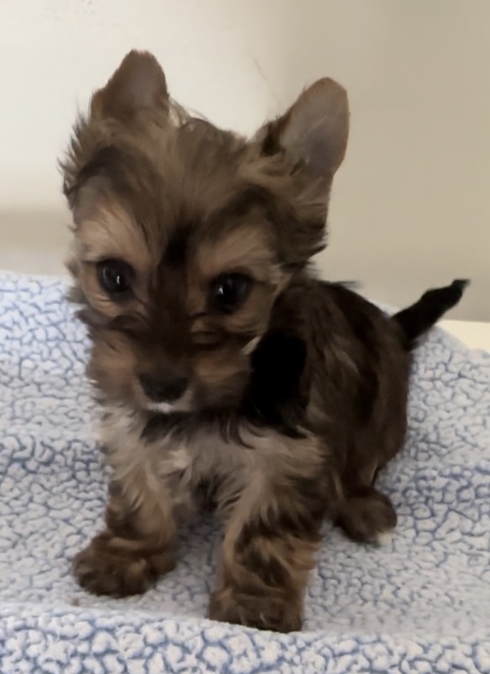 Available Puppies – Midwest Diamond Yorkies