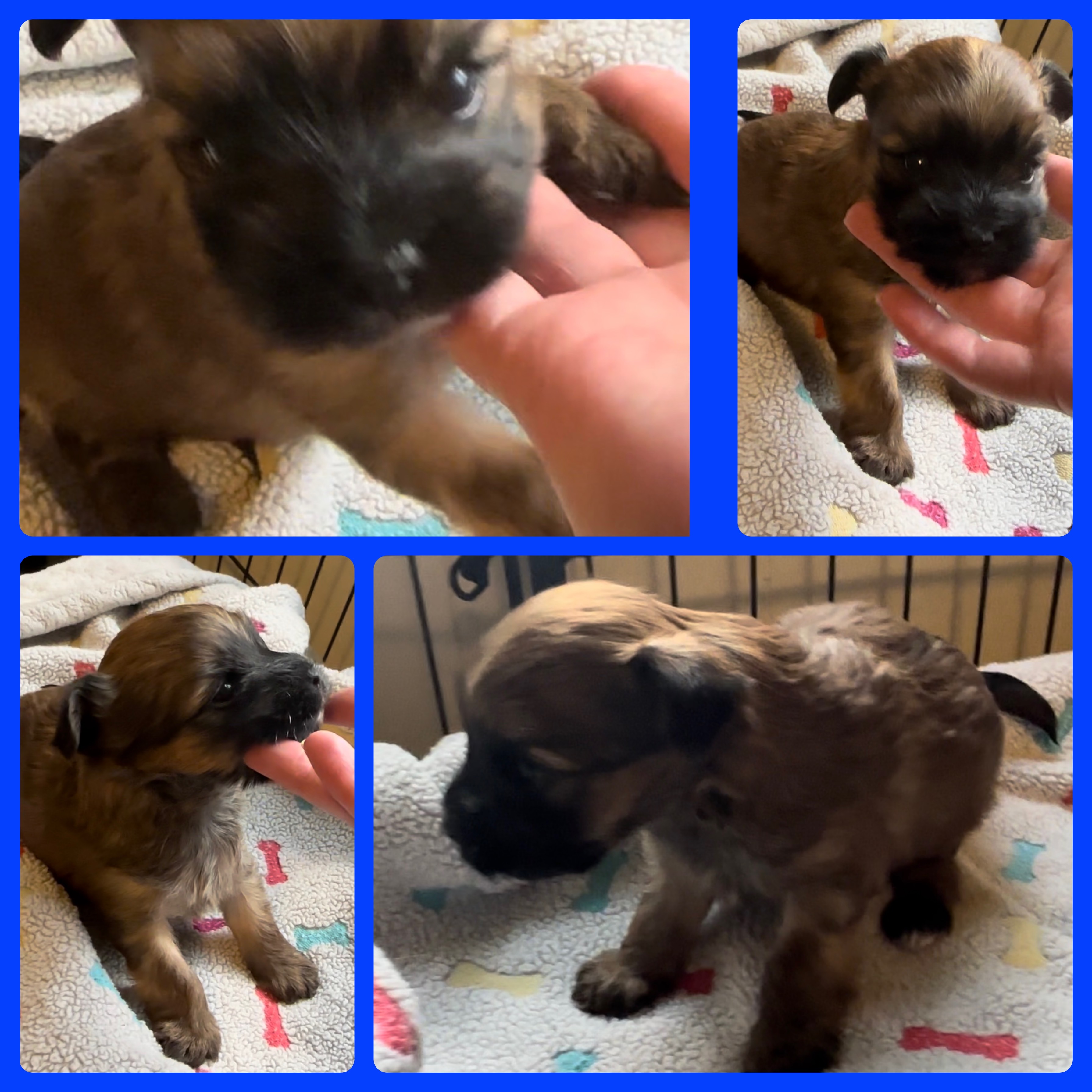Available Puppies – Midwest Diamond Yorkies